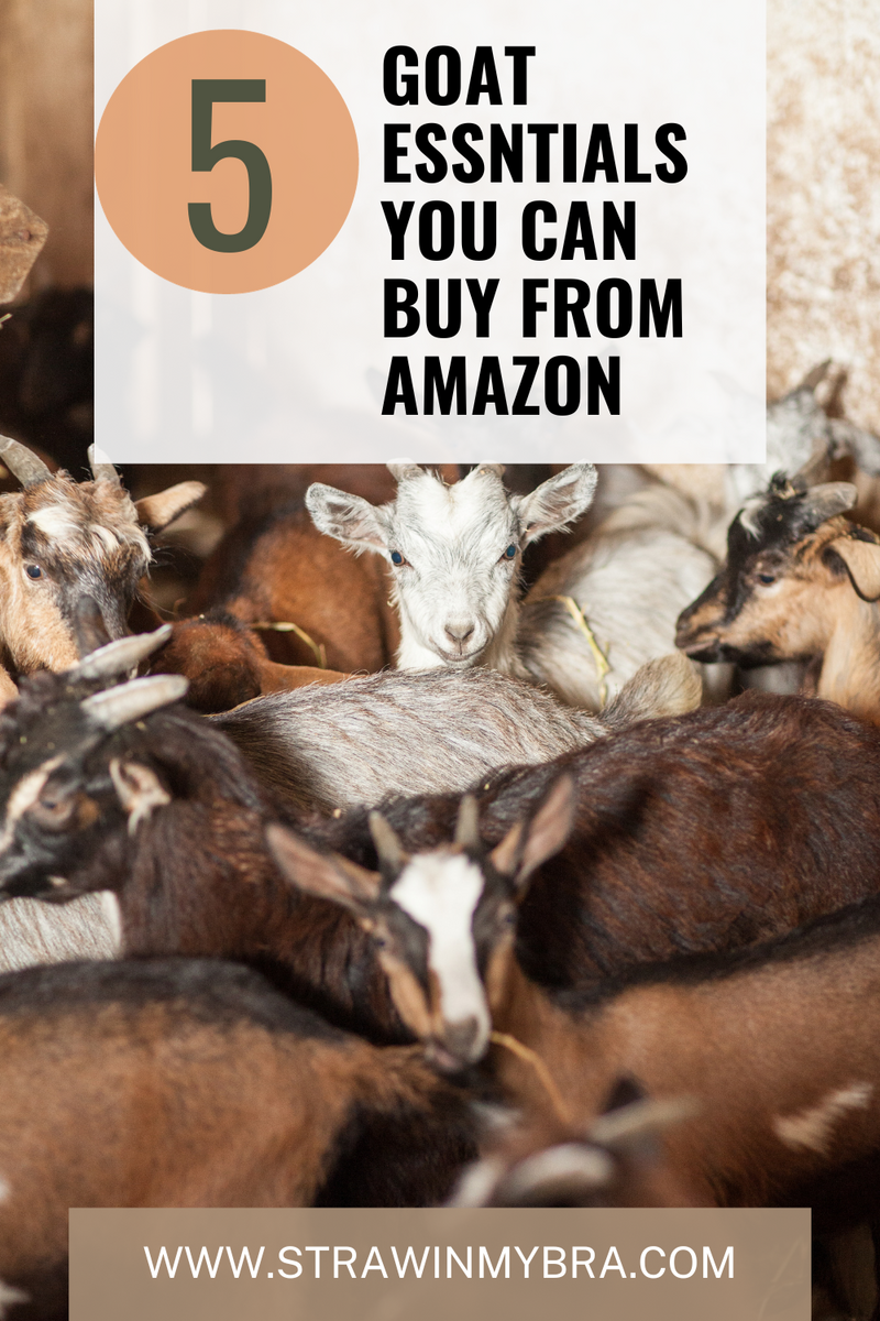 5 Goat Essentials You Can Find on Amazon – Straw In My Bra